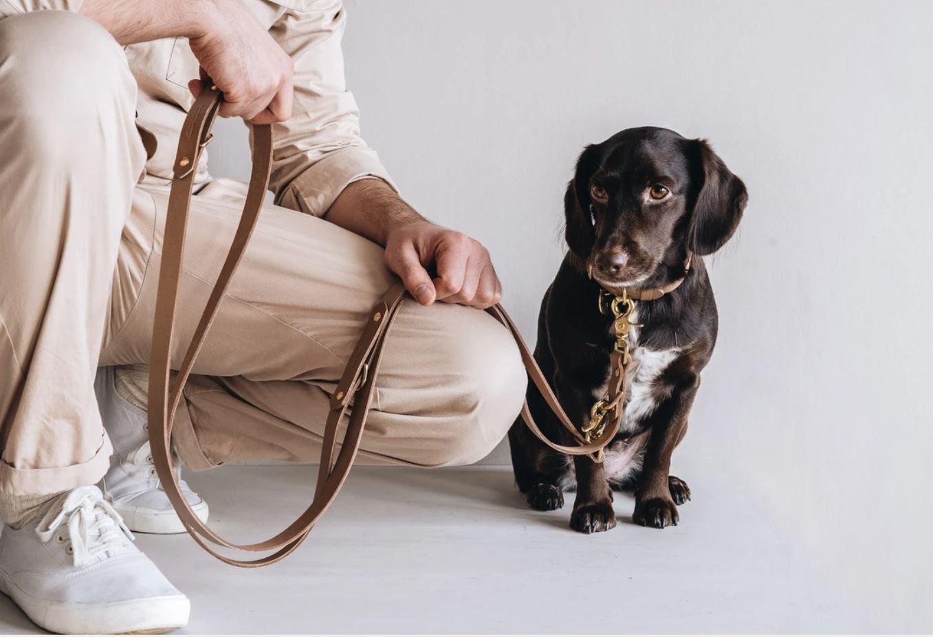 Des articles responsables pour chien Band And Roll - Kasibe